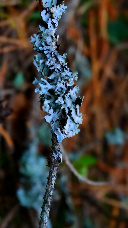 Blue moss on a tree branch stock image. Image of blue - 69055919