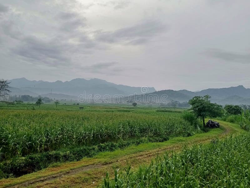 Blue mount and the plants stock image. Image of plants - 248605233
