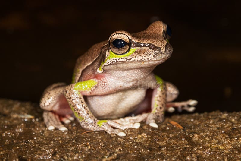 Blue Mountains Tree Frog stock photo. Image of wildlife - 192303518