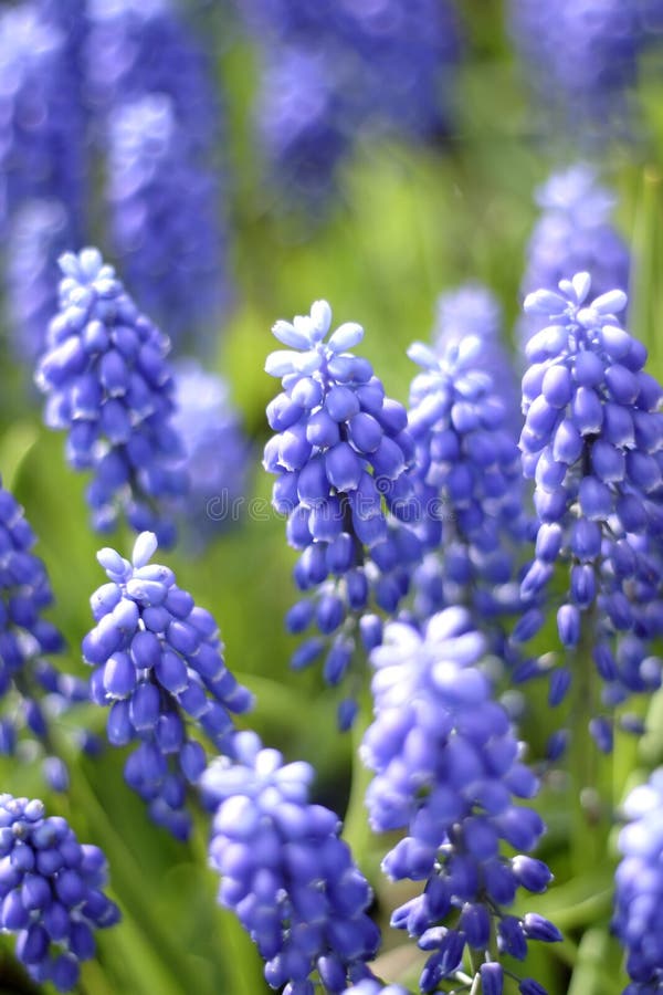 Blue muscari stock photo. Image of floral, garden, flower - 4361454
