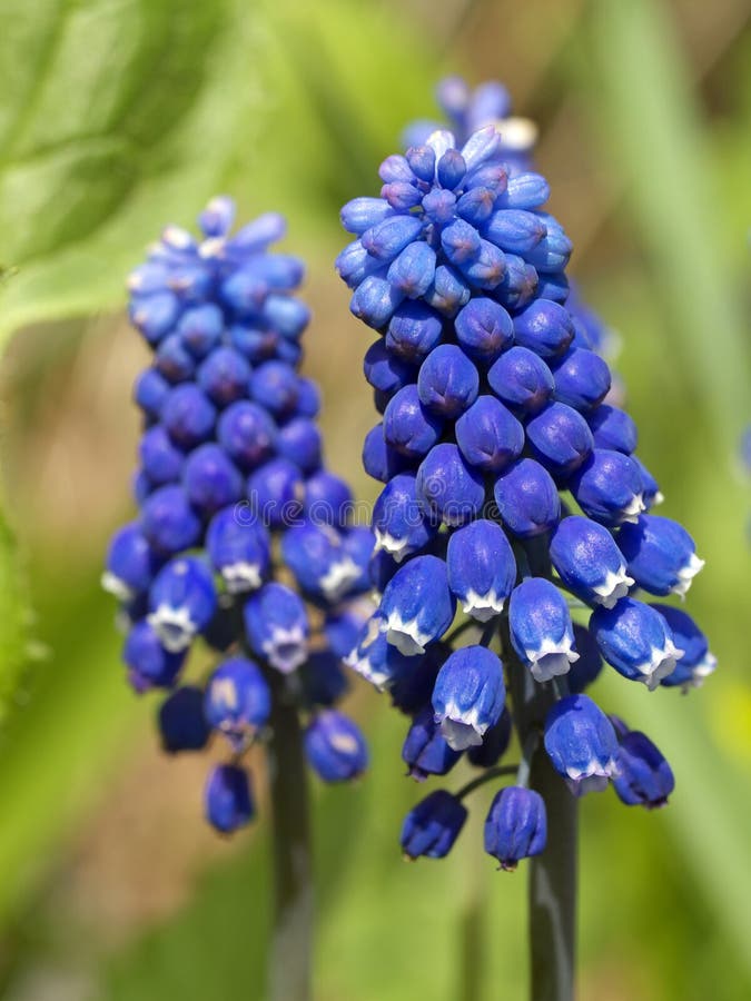 Blue muscari flowers stock image. Image of blue, purple - 72790689