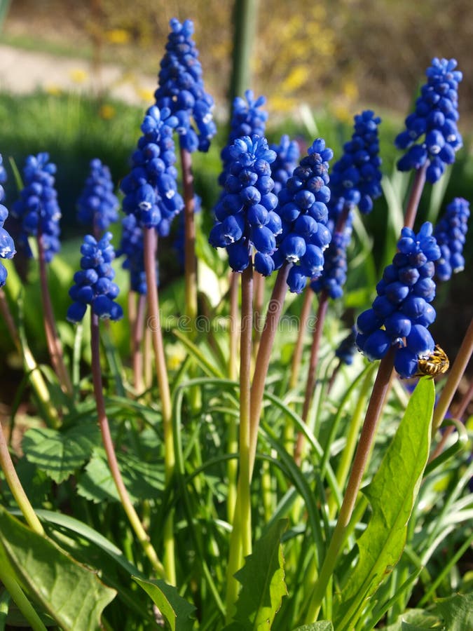 Blue muscari stock photo. Image of blue, bloom, stark - 39637424