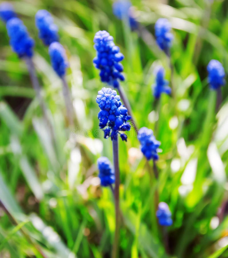 Blue Muscari Flowers Close-up Stock Image - Image of floral, grass ...