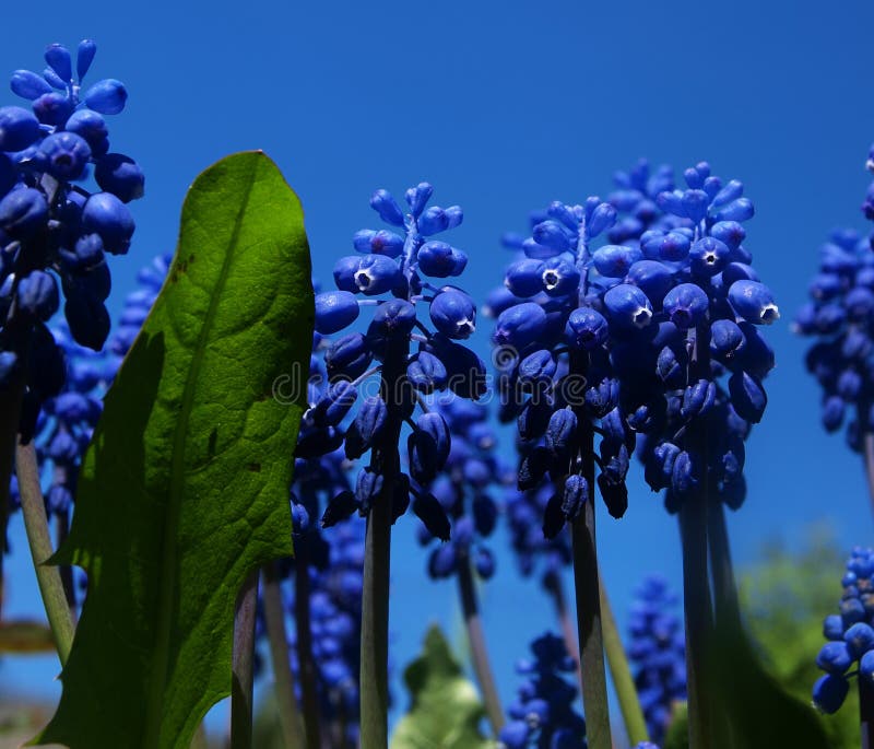 Blue muscari stock photo. Image of closeup, blue, detail - 39019932