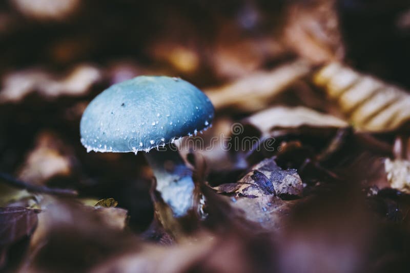 Blue Mushroom among Autumn Colored Leaves Stock Image - Image of color ...