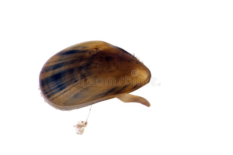 Blue Mussel stock photo. Image of alive, byssus, climbing - 27754232