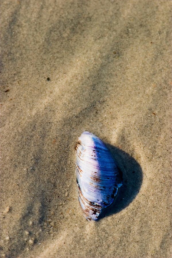 Blue mussel stock image. Image of blue, ground, nautical - 38990391