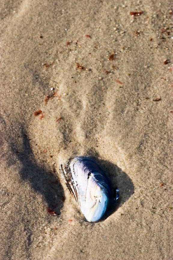 Blue mussel stock image. Image of background, coast, beautiful - 42156731