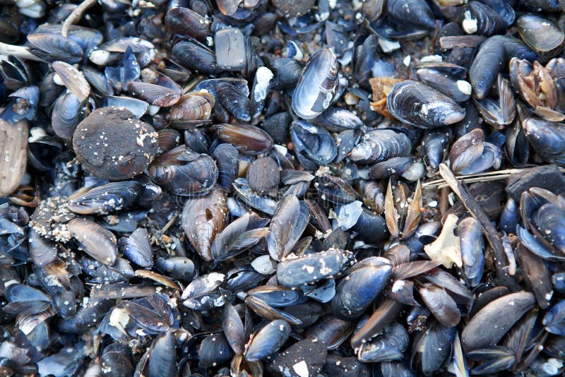 Blue mussel shells stock image. Image of animals, closeup - 13659767