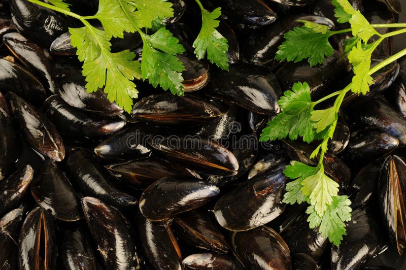 Blue mussels stock image. Image of fresh, seafood, mytilus - 18421037
