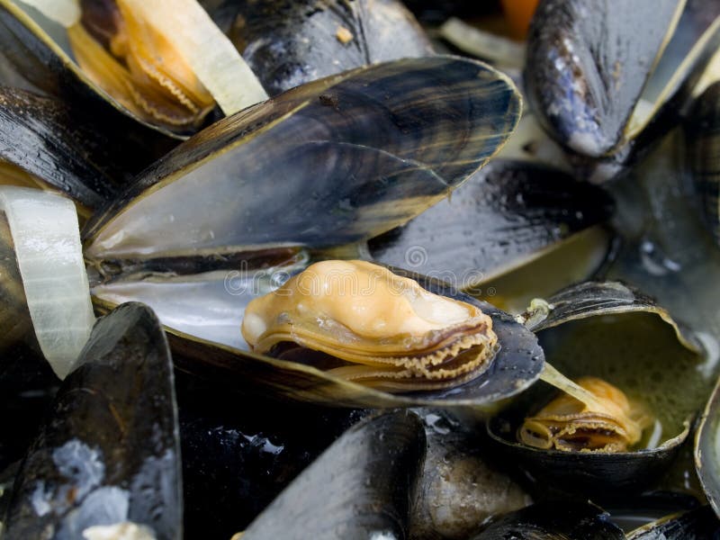 Blue Mussels or Mytilus Edulis and Little Sacks of Halosaccion ...