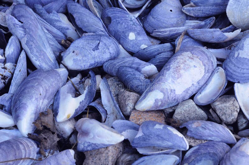 Blue Mussels stock photo. Image of beach, blue, empty - 32301516