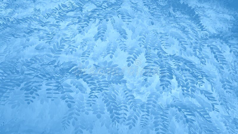 Blue Mystical Background with Acacia Leaves Stock Image - Image of ...