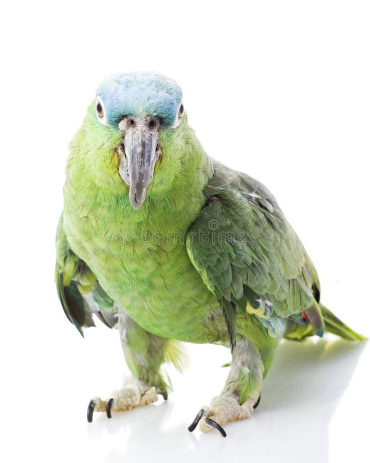 Blue-naped Amazon Parrot stock photo. Image of naped, color - 7201822