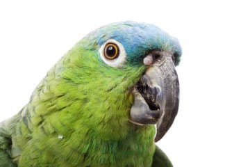 Blue-naped Amazon Parrot stock photo. Image of bird, feather - 7201940
