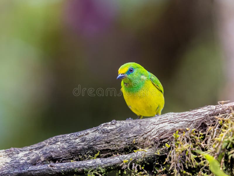 Blue Naped Chlorophonia Perched on a Tree Stump Stock Image - Image of ...