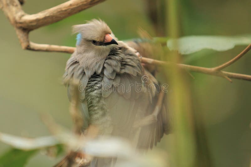 Blue-naped Parrot a Portrait from Philippine Peso Stock Photo - Image ...