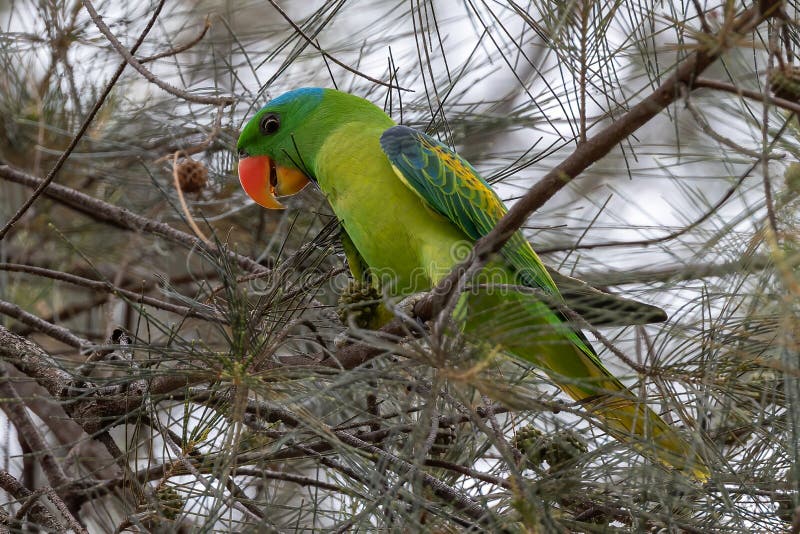 Blue-naped Parrot Perched on the Tree Branch Stock Photo - Image of ...