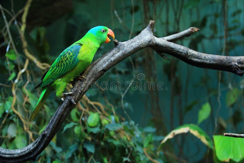 Blue-naped parrot stock image. Image of animal, asian - 197342133