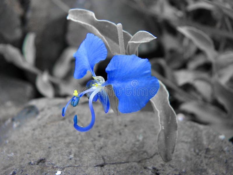 Blue Nature stock image. Image of natural, tiny, colours - 3108991