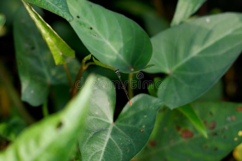 Blue Needle Dragonfly stock image. Image of green, life - 372692297