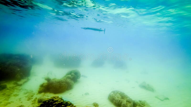 Bluw Needlefish in Blue Water Stock Photo - Image of aquatic ...