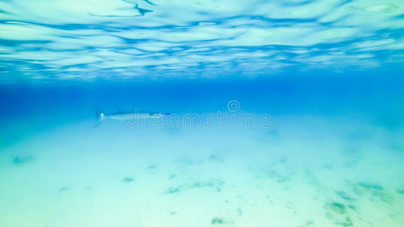 Bluw Needlefish in Blue Water Stock Photo - Image of fish, colorful ...