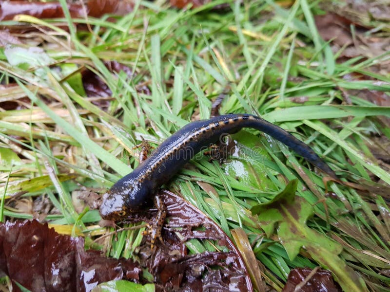 Blue newt awesome stock image. Image of insect, awesome - 189668723