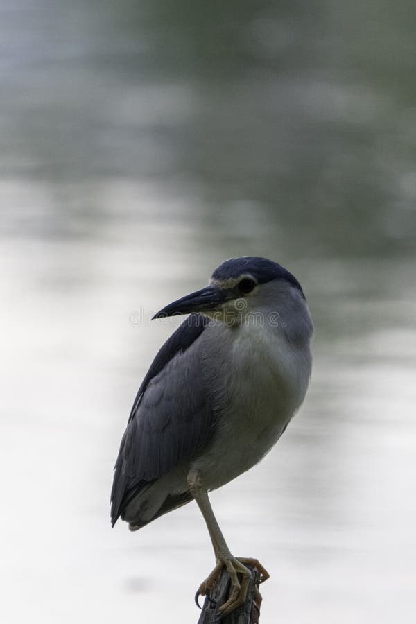 160 Blue Heron Looking Back Stock Photos - Free & Royalty-Free Stock ...