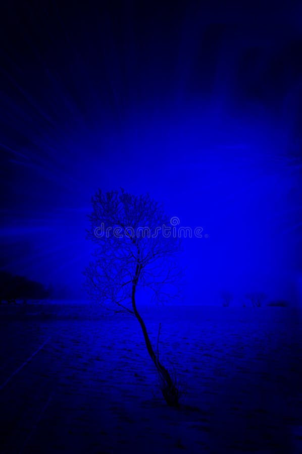 Blue night stock photo. Image of nature, horizon, blizzard - 64295658