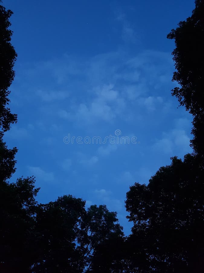 BLUE Night Sky Black Outline of Trees at Edge Stock Photo - Image of ...