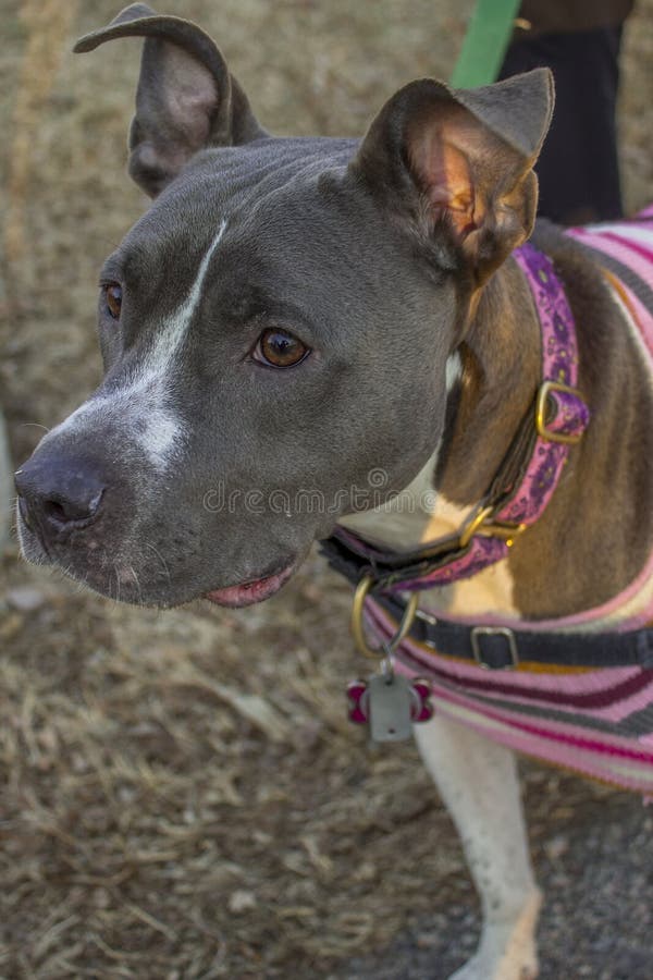 Blue Nose Pit Blue stock photo. Image of blue, animal - 39286384