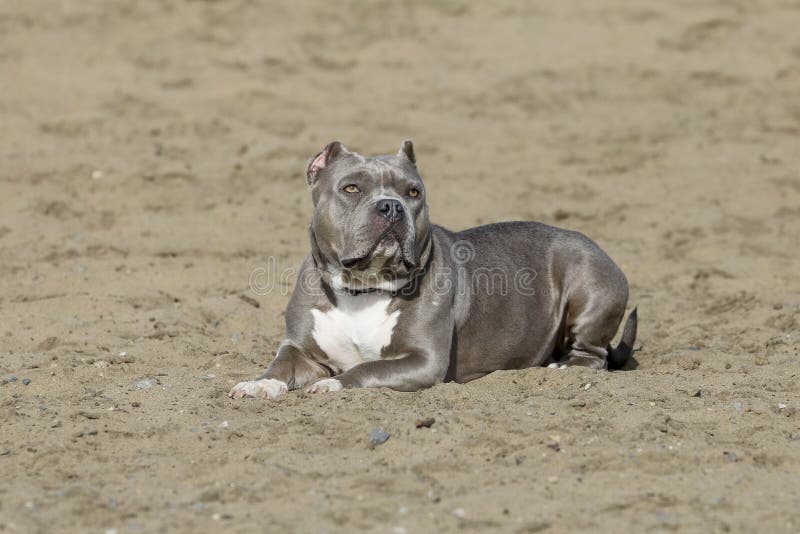 Perros Pitbull Blue Nose