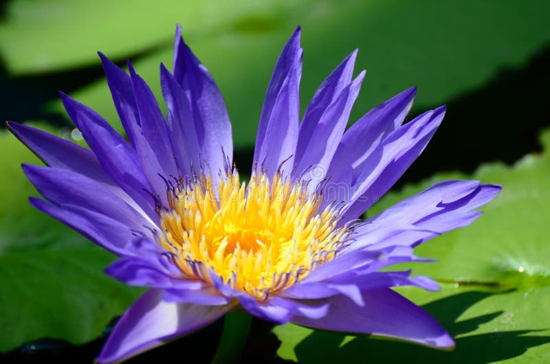 Blue Nymphaea stock image. Image of aqua, flower, nature - 21163477