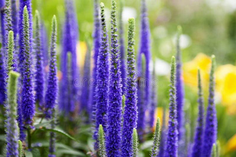 Blue Oblong Flowers Growing Together Stock Photo - Image of summer ...