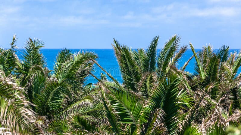 Blue Ocean Green Trees Horizon Holiday Background Stock Image - Image ...
