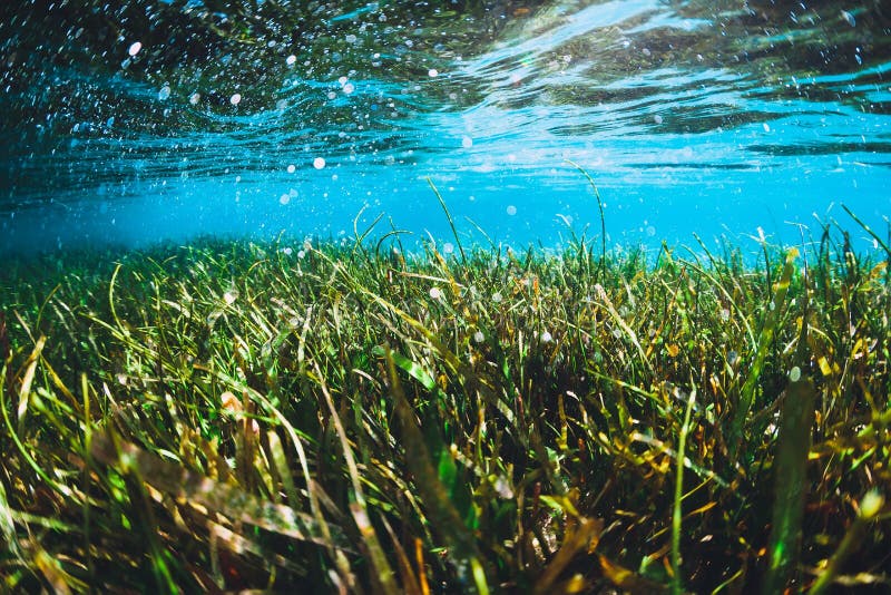 Seaweed in ocean stock image. Image of field, lawn, shallow - 41613007