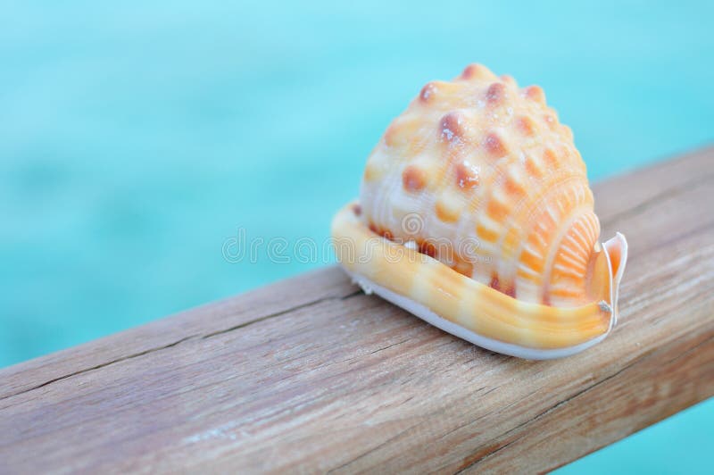 Blue ocean seashell stock photo. Image of seashell, vacation - 22304482