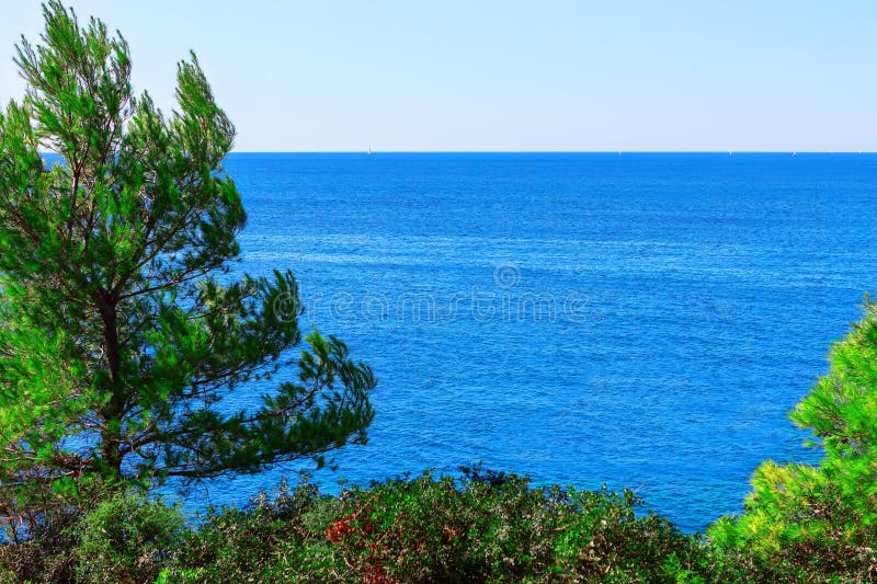 Blue Ocean with a Tree in the Foreground Stock Photo - Image of ...