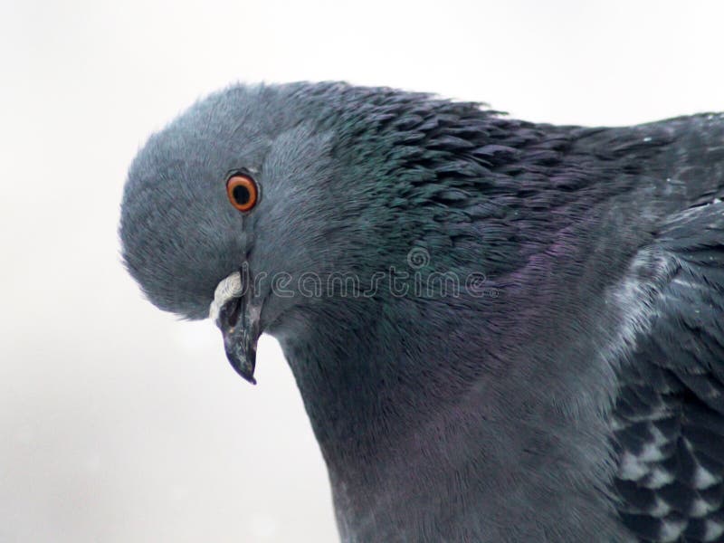 Blue One Pigeon in Nature, Head Stock Photo - Image of bill, flight ...