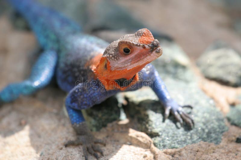 Blue and Orange Agama Lizard Stock Photo - Image of basking, colourful ...