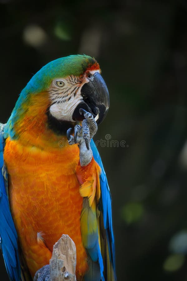 Blue and orange macaw stock photo. Image of nature, talon - 73985336