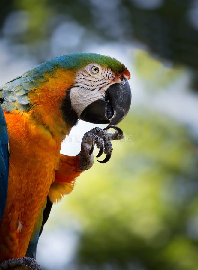 Blue and orange macaw stock photo. Image of nature, talon - 73985336
