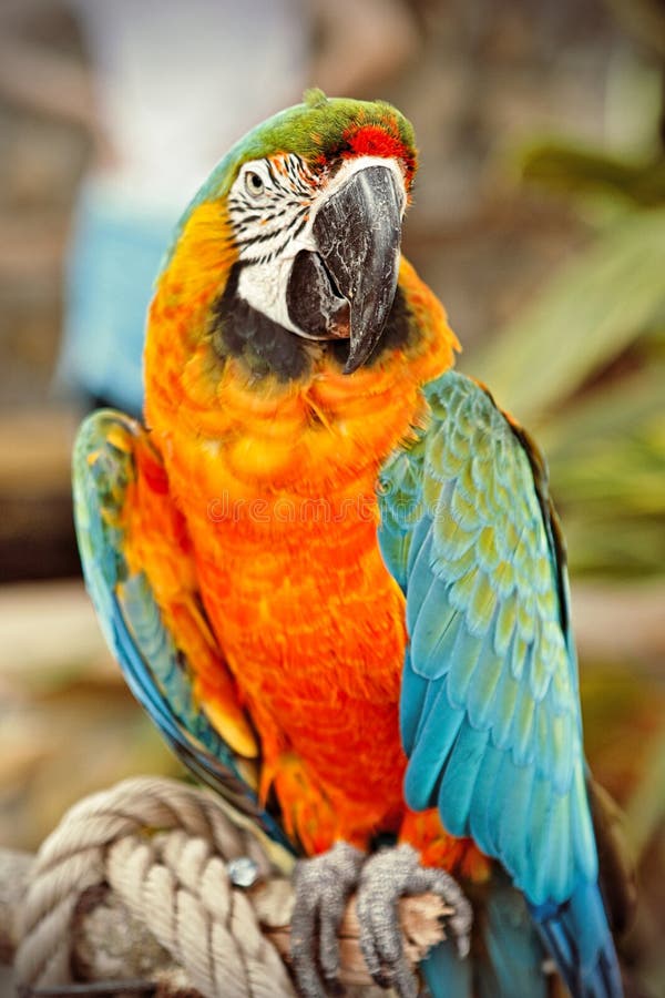 Blue and orange parrot stock image. Image of feathers - 47564499