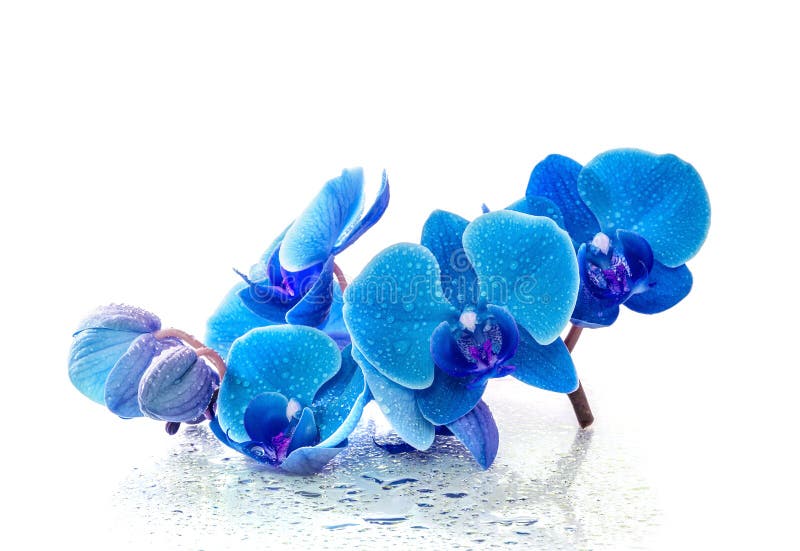 Blue orchid stock photo. Image of decoration, blue, beautiful - 37874074