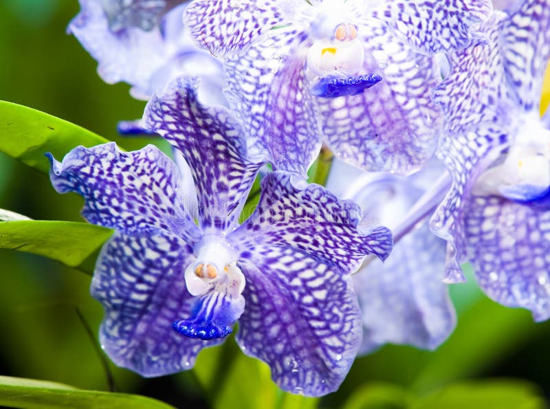 Blue orchid stock photo. Image of floral, stem, phalaenopsis - 19078416