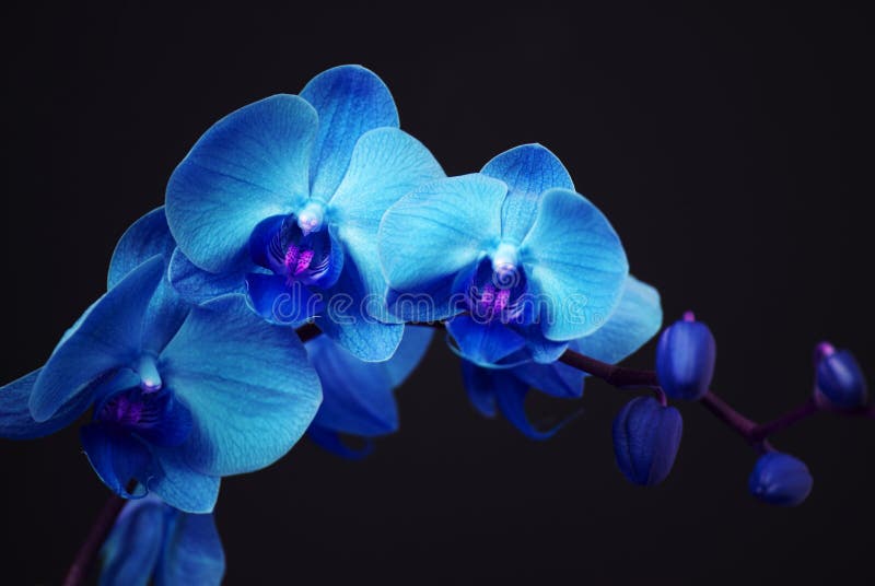 Blue orchid with buds stock image. Image of bouquet, background - 17097555