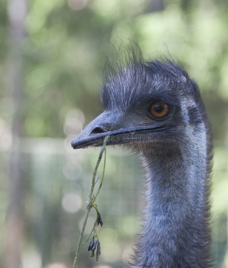 Blue Ostrich head stock photo. Image of camelus, struthionidae - 117635194