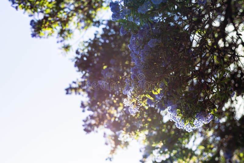 Blue Pacific Ceanothus Tree with Flowers in Full Bloom Stock Image ...