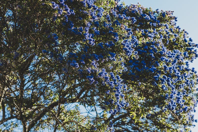 Blue Pacific Ceanothus Tree with Flowers in Full Bloom Stock Photo ...